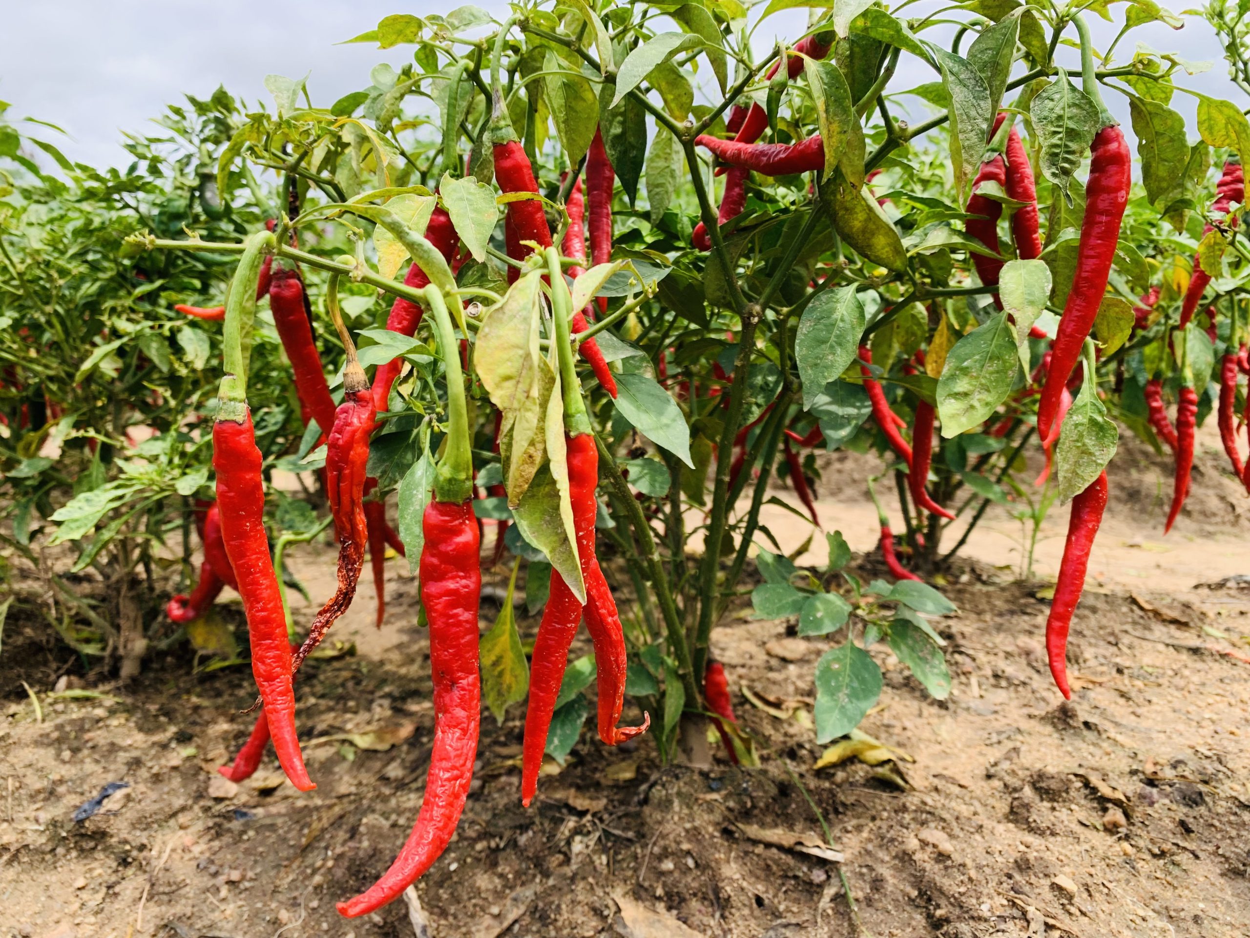 CSIR-CRI scales up engagement with stakeholders on pepper varieties ...