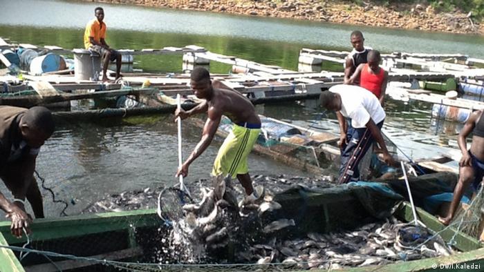 Upper East increasing fish production | Ghana News Agency