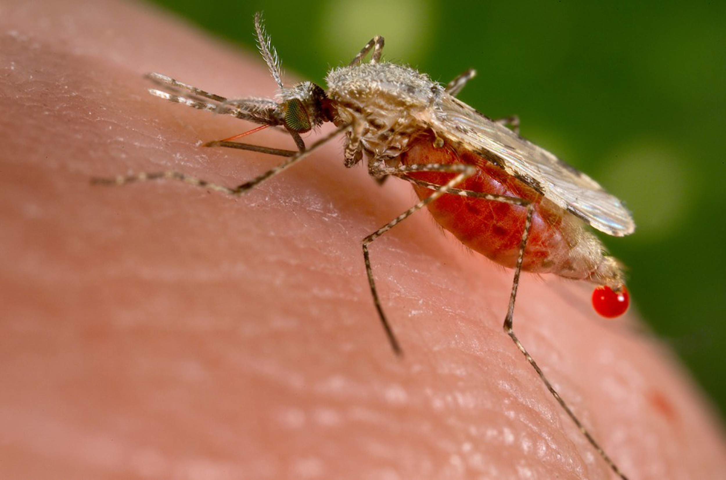 Ghana Records Reduction In Malaria Cases Deaths In 2022 Ghana News Ghana Records Reduction In Malaria Cases Deaths In 2022 Ghana News