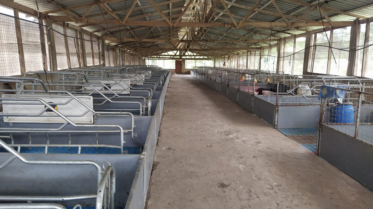 SamGyi Afrika Farms invests GH₵5 million in piggery | Ghana News Agency