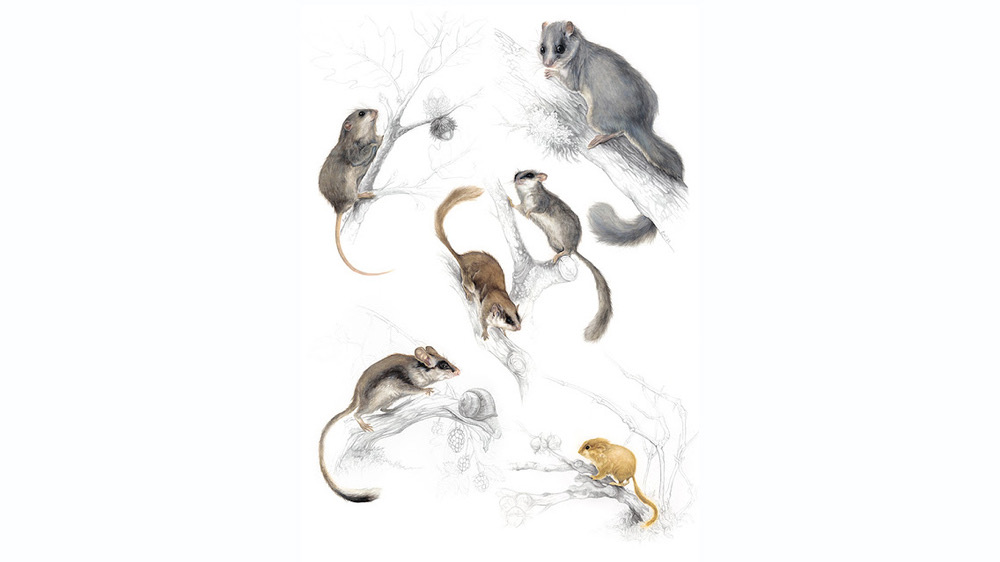 Bulgarian Artist Wins First Place for Natural History Illustration in ...