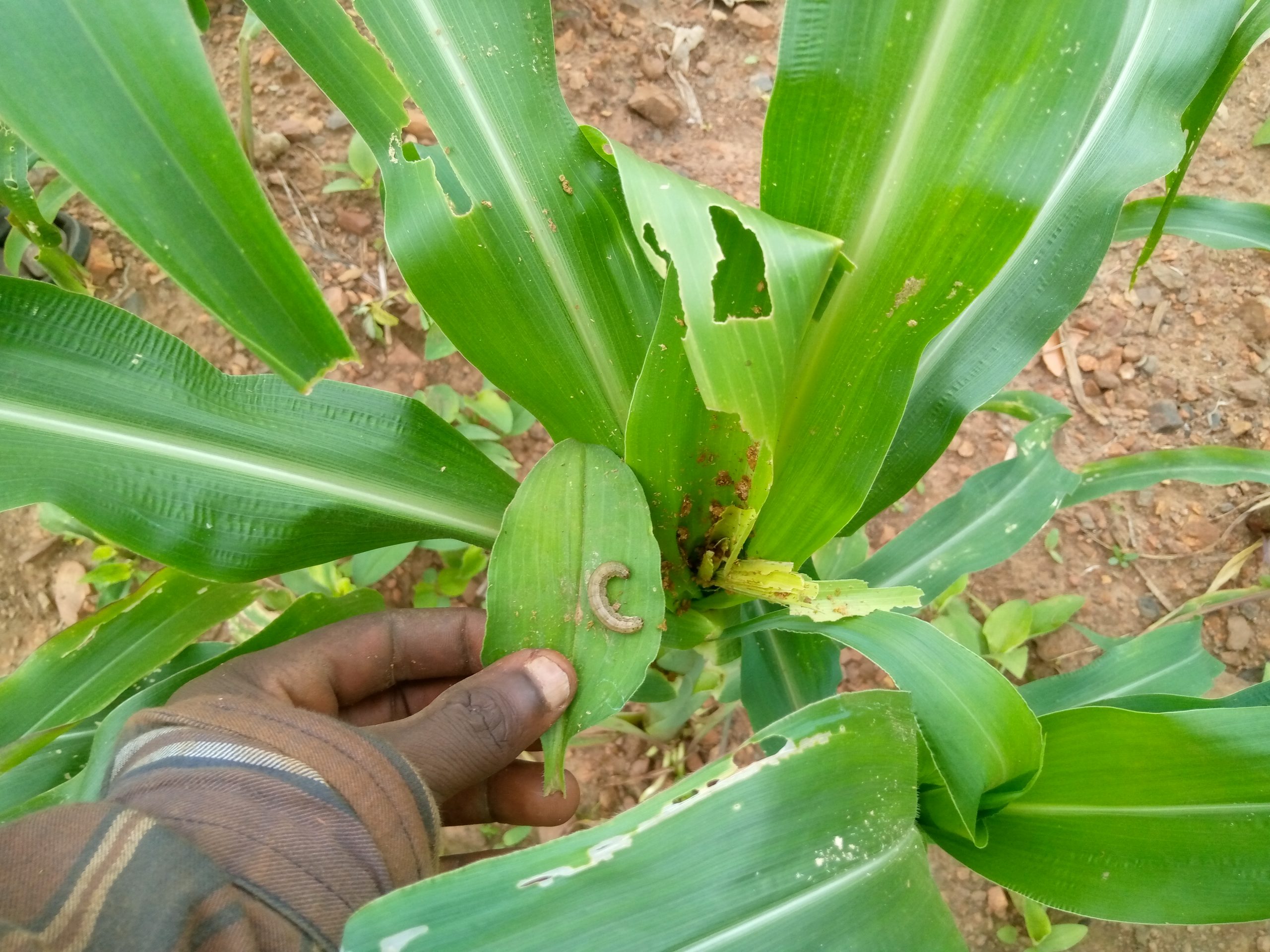 Armyworm infests over 100 hectares of maize in Nabdam | Ghana News Agency