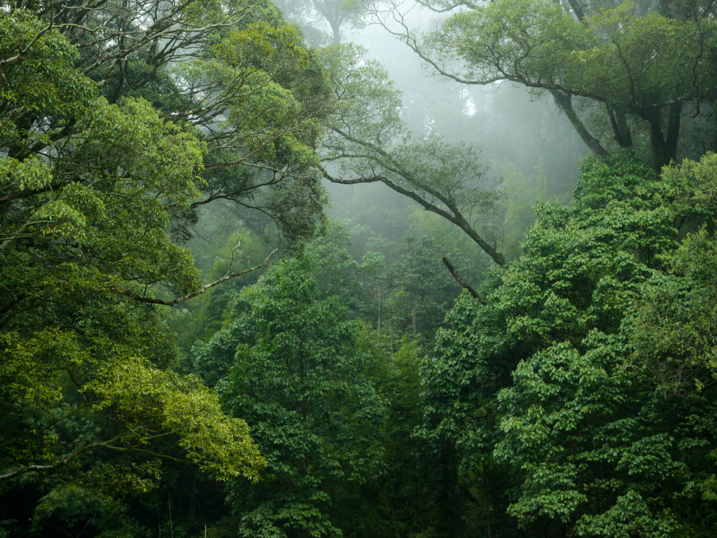 Amazon countries set joint agenda against deforestation | Ghana News Agency