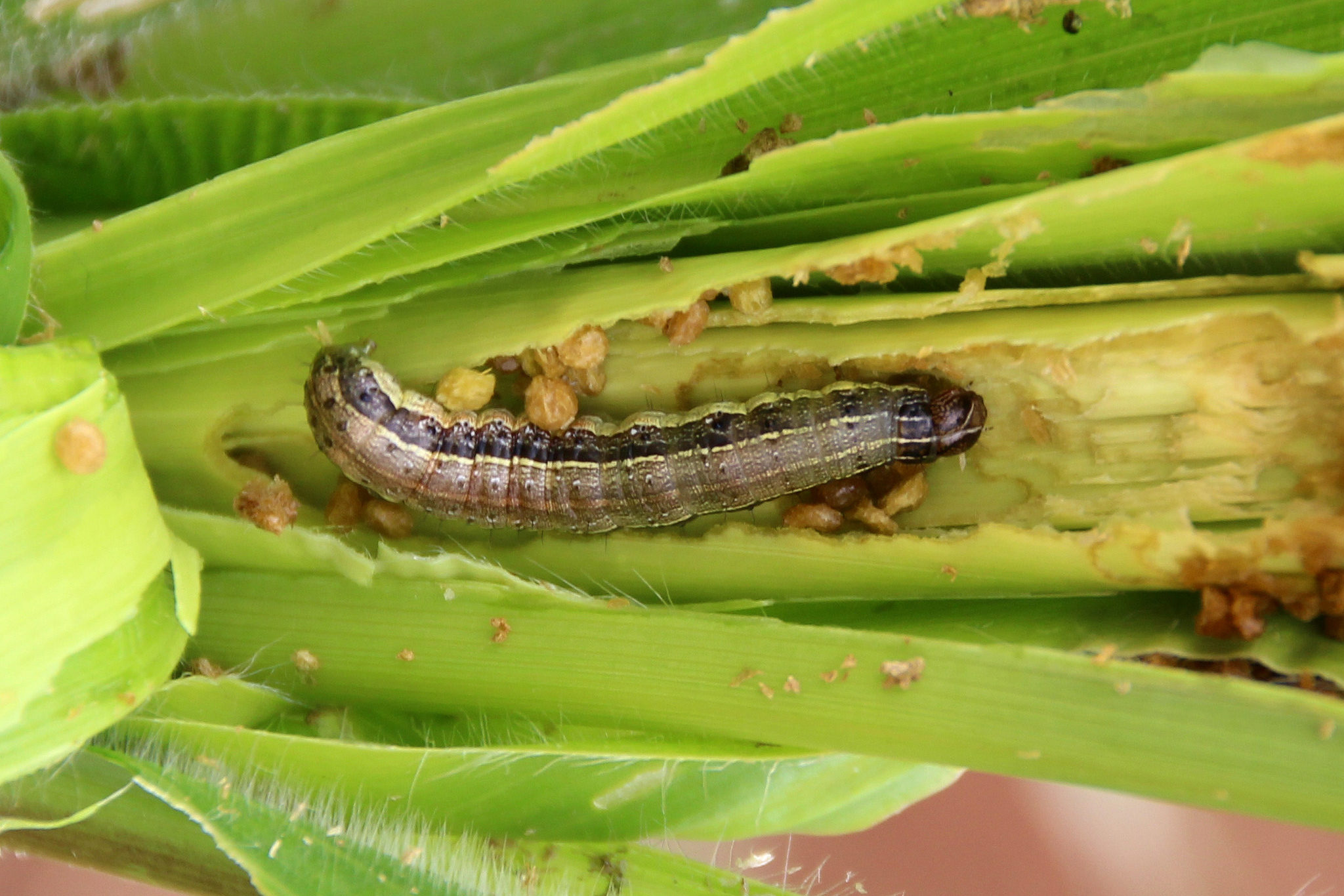 Fall armyworm infestation: Turning to nature to fight it | Ghana News ...