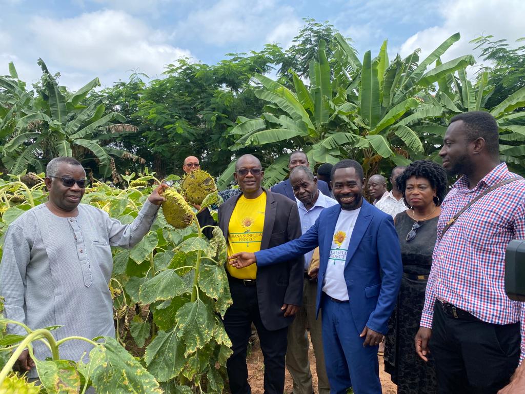 Ghana to start cultivating sunflower in large quantities in 2024 ...