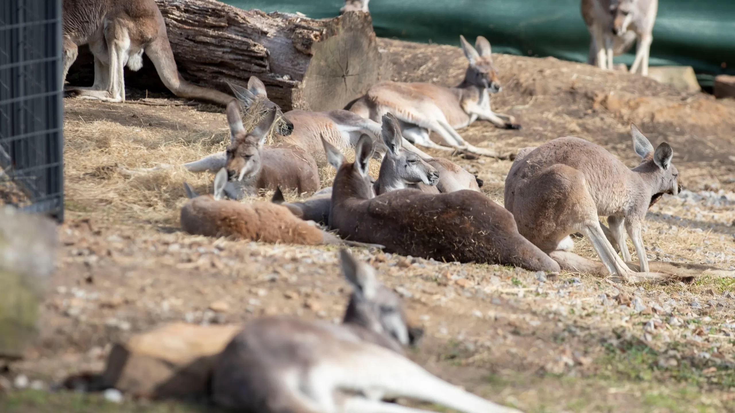 Bavarian zoo reports kangaroo on the hop since the weekend | Ghana News ...