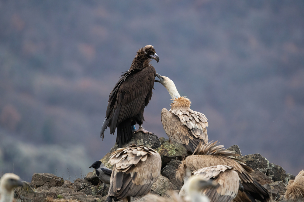 Bulgaria: Record-High Number of Vultures Registered in Sakar Protected ...
