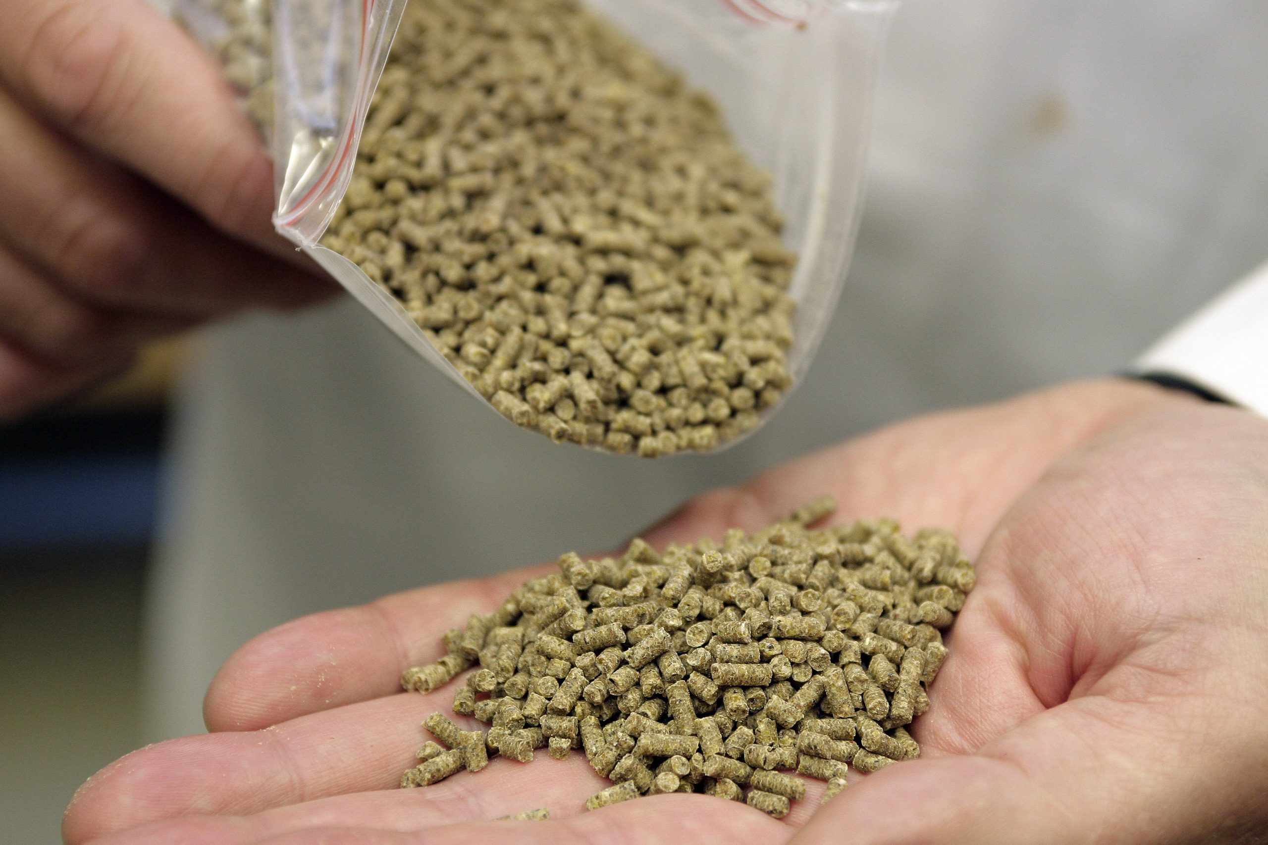 Tanzania invites investors in animal feed production | Ghana News Agency