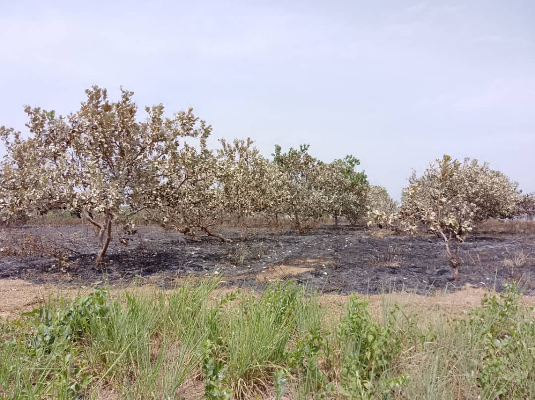 100 acres of Ghana's largest cashew farm destroyed by fire | Ghana News ...