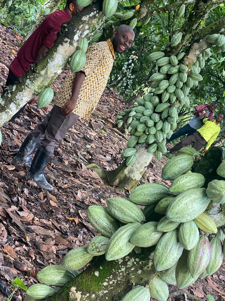 COCOBOD appeals to Ghanaians to consume more cocoa products | Ghana ...