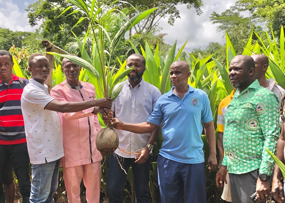 Akrofuom Assembly encourages coconut plantation ahead of establishment ...