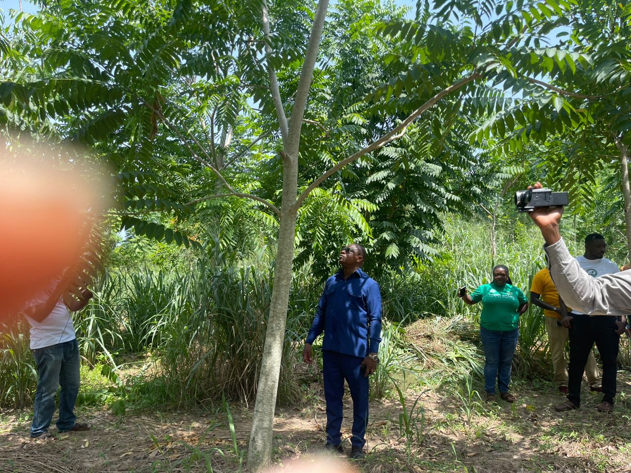 Let’s nurture planted trees to green Ghana -Forestry Commission | Ghana ...