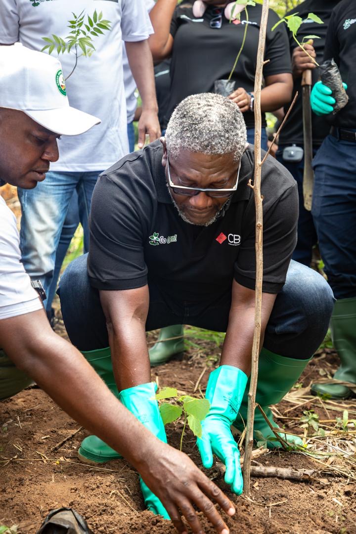 CBG supports efforts to restore Mpraeso Hweewhee Forest Reserve | Ghana ...
