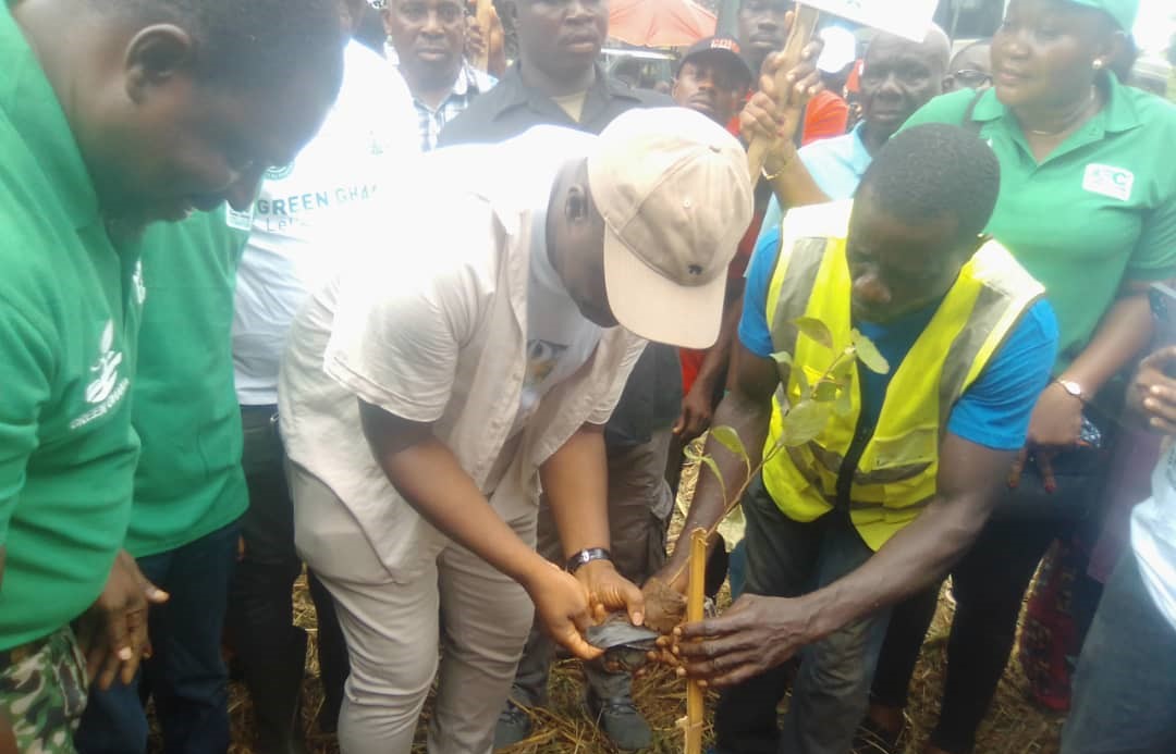 Take the habit of tree planting seriously—Dormaahene | Ghana News Agency