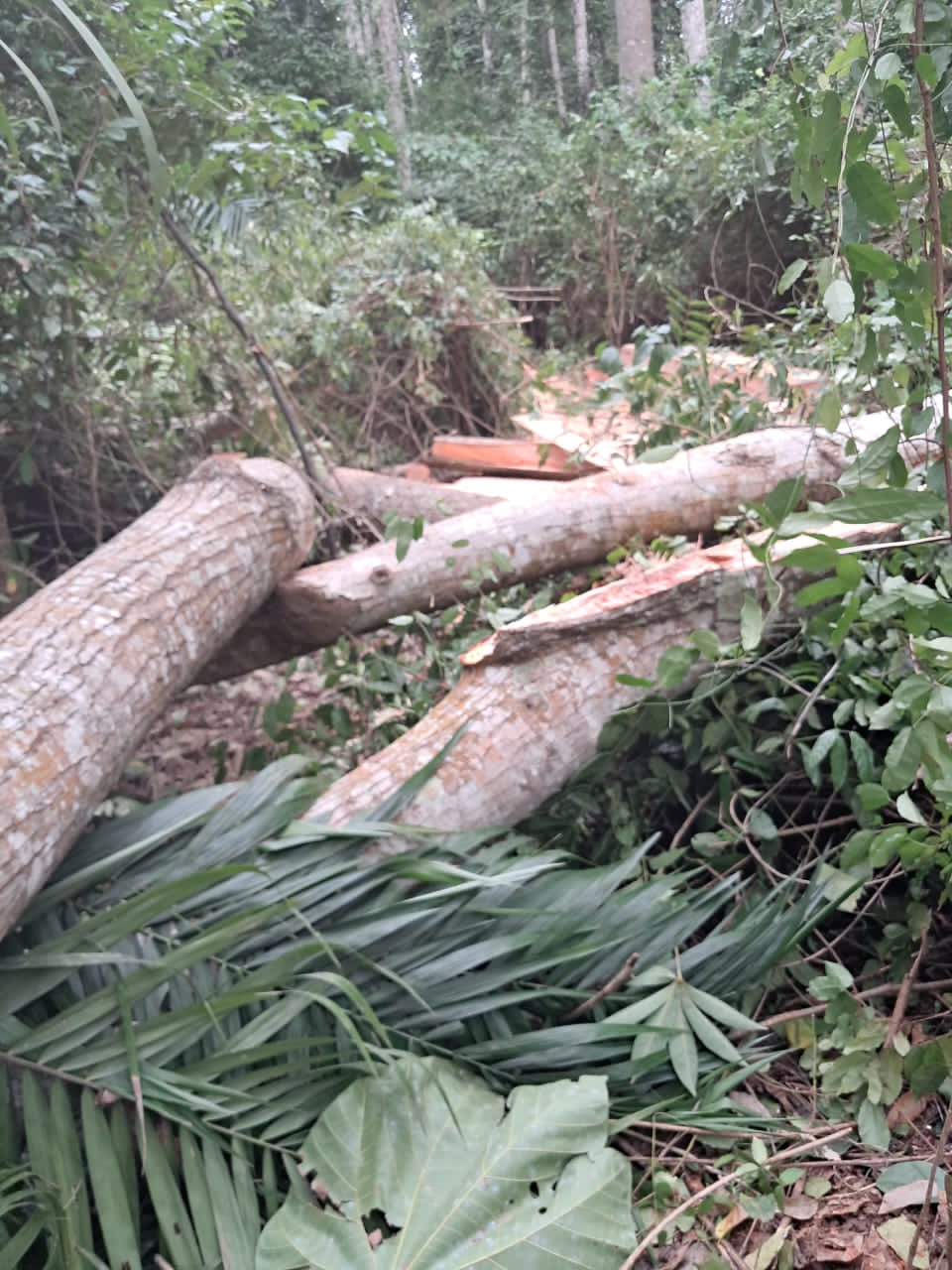 Three chainsaw operators in court for illegal logging | Ghana News Agency