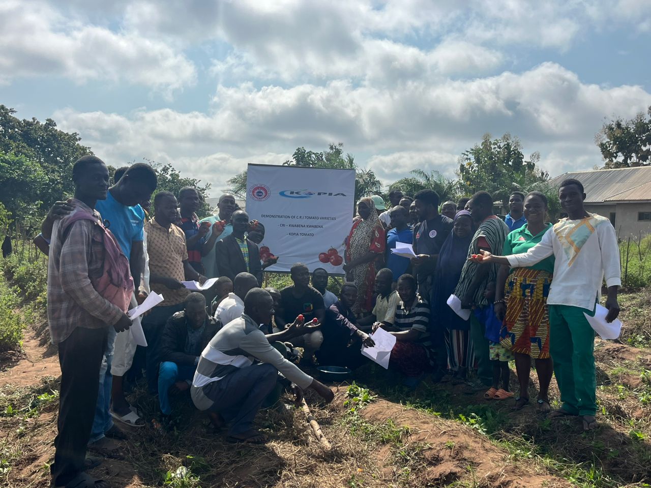 CSIR-CRI to release new drought resistant tomato varieties | Ghana News ...