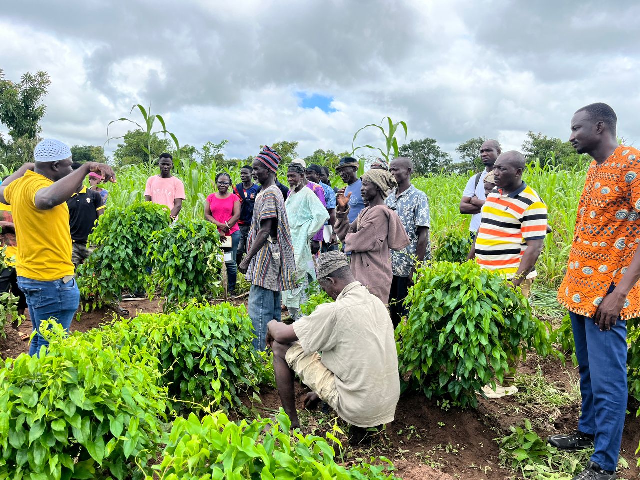 Farmers participate in Green Field Day highlighting new yam technology ...