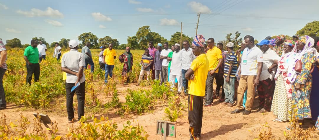 Farmers at Savelugu record increase in soyabean production | Ghana News ...
