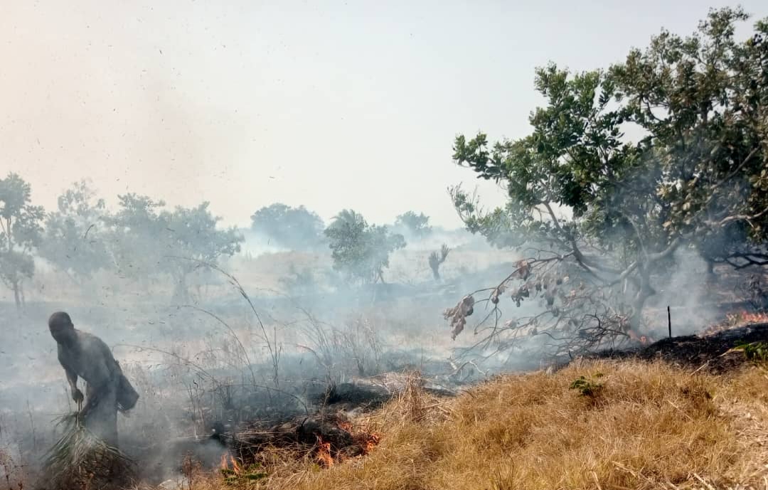Looming crisis as wildfire destroys acres of food crops, cashew farms ...