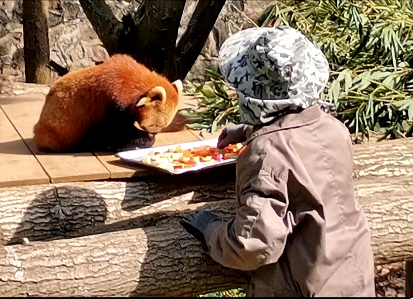 Protecting the Red Panda – A marvel in the jungle | Ghana News Agency