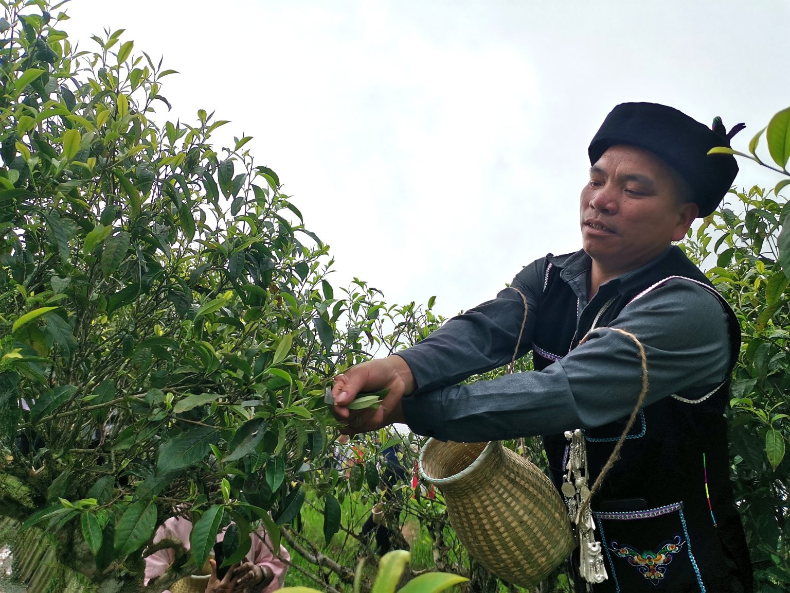 Tea - China's priceless gift to the world | Ghana News Agency