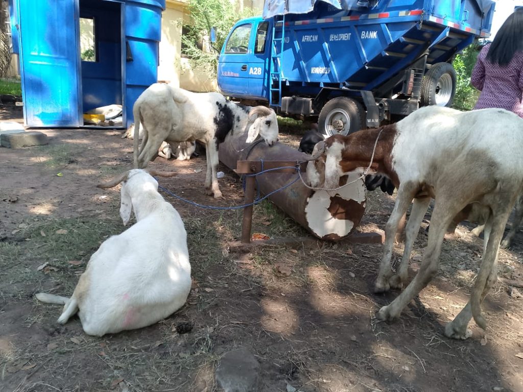 TWMA supports Muslim community with rams for Eid celebration | Ghana ...