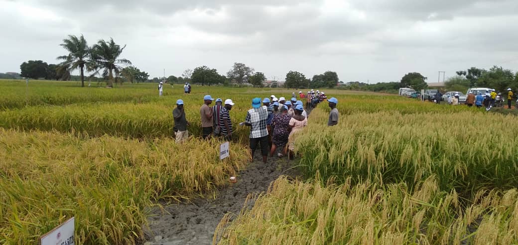 CSIR, KOPIA Ghana Promote Science-Led Rice Farming in Dawhenya | Ghana ...