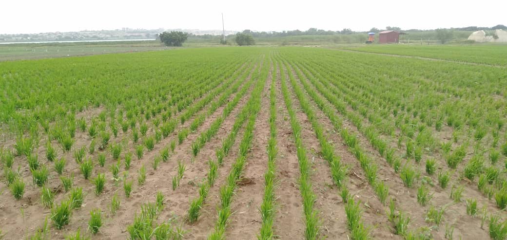 CSIR, KOPIA Ghana Promote Science-Led Rice Farming in Dawhenya | Ghana ...
