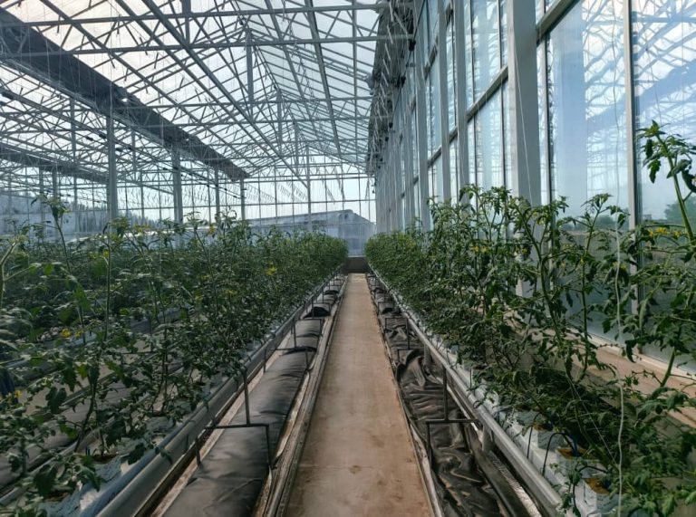 Ningxia Ecological Garden: China’s soilless tomato farming revolution ...