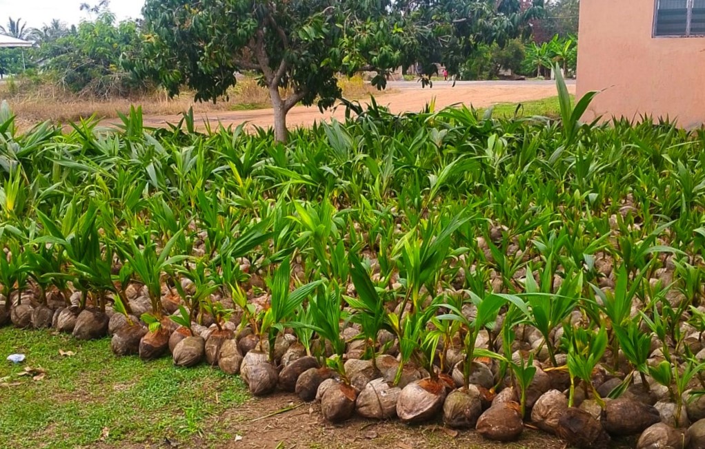 Adaklu Farmers receive 10,000 Coconut seedlings to boost livelihood ...