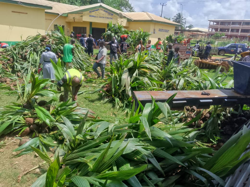 COCOFeG presents over 80,000 coconut seedlings to farmers in Nkoranza ...
