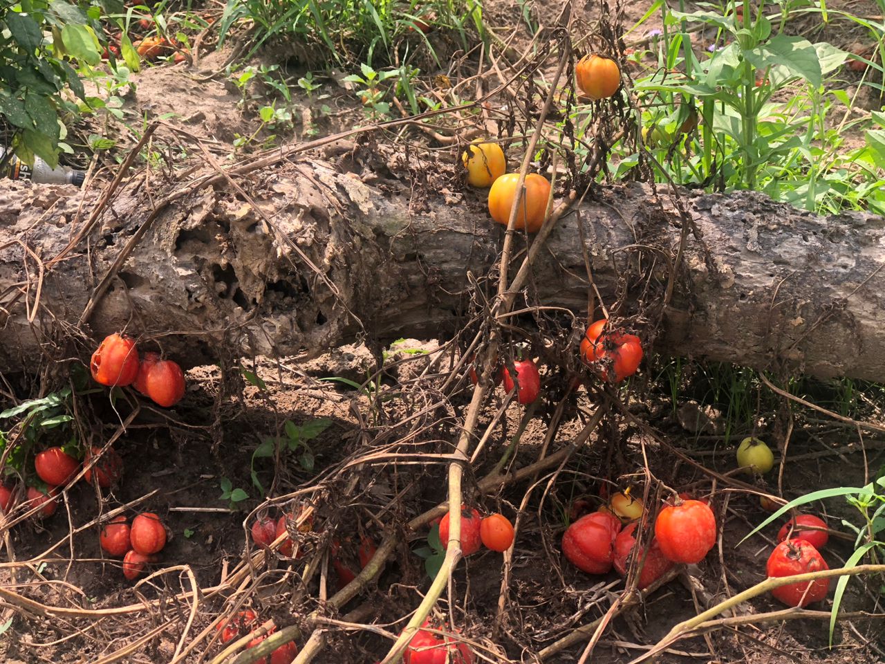 Tomato farmers in crisis as their produce rot for lack of buyers ...